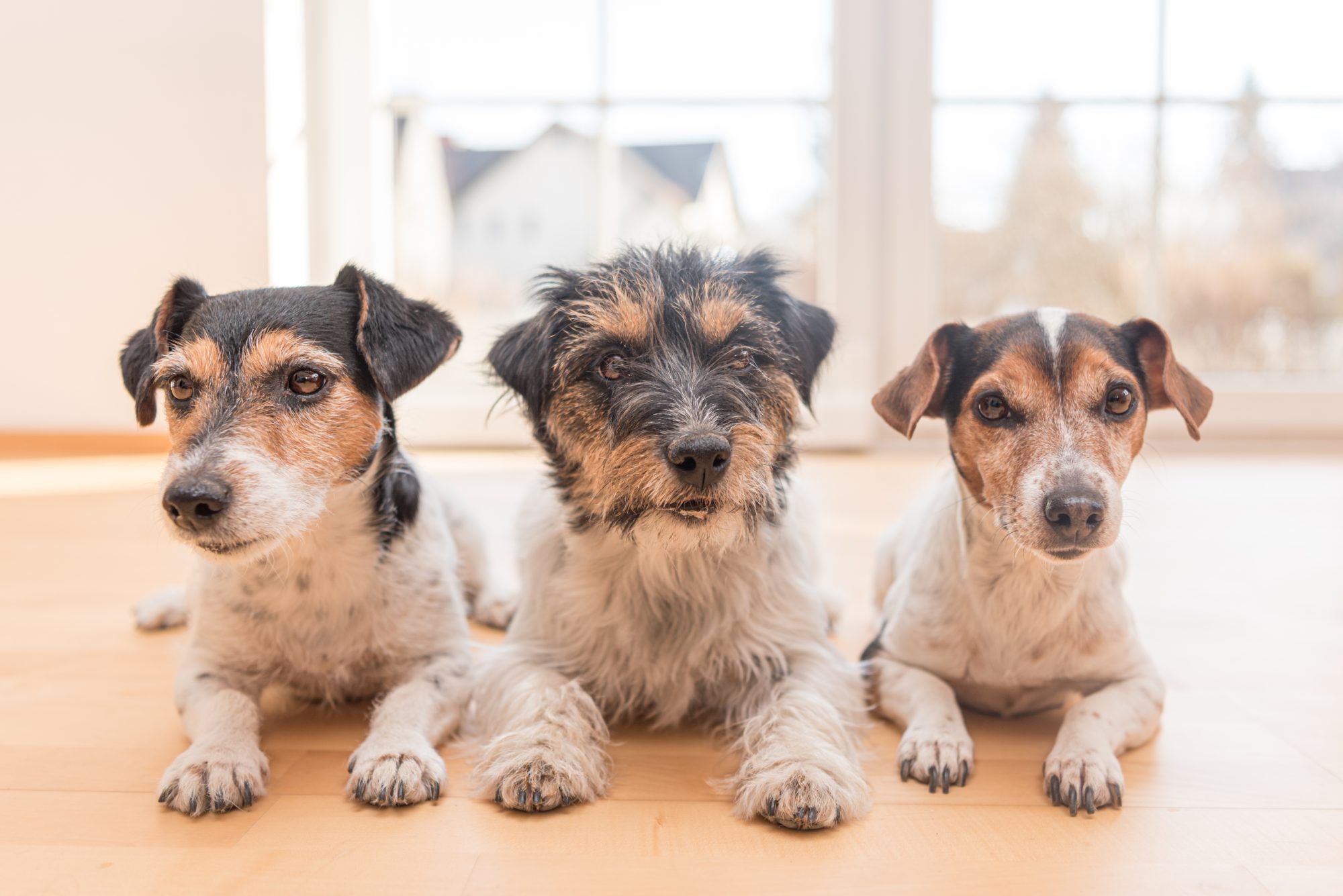 The Dog Man | Dog Walking & Drop-in-home visits In Kirkcaldy