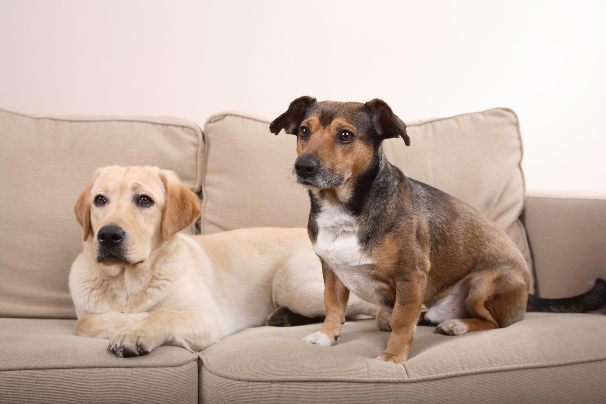 The Dog Man | Pet Sitting In Kirkcaldy